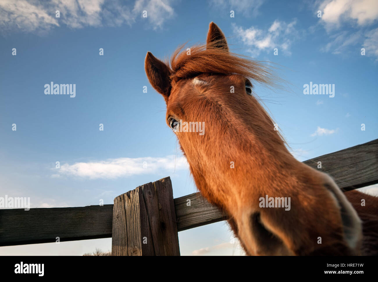 Lustiges pferd -Fotos und -Bildmaterial in hoher Auflösung – Alamy