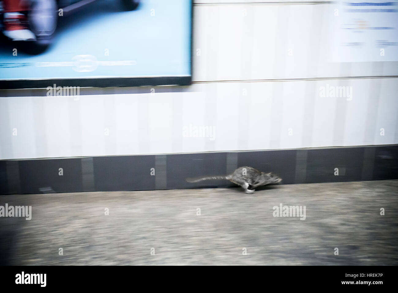 Scared Rat Stockfotos und -bilder Kaufen - Alamy