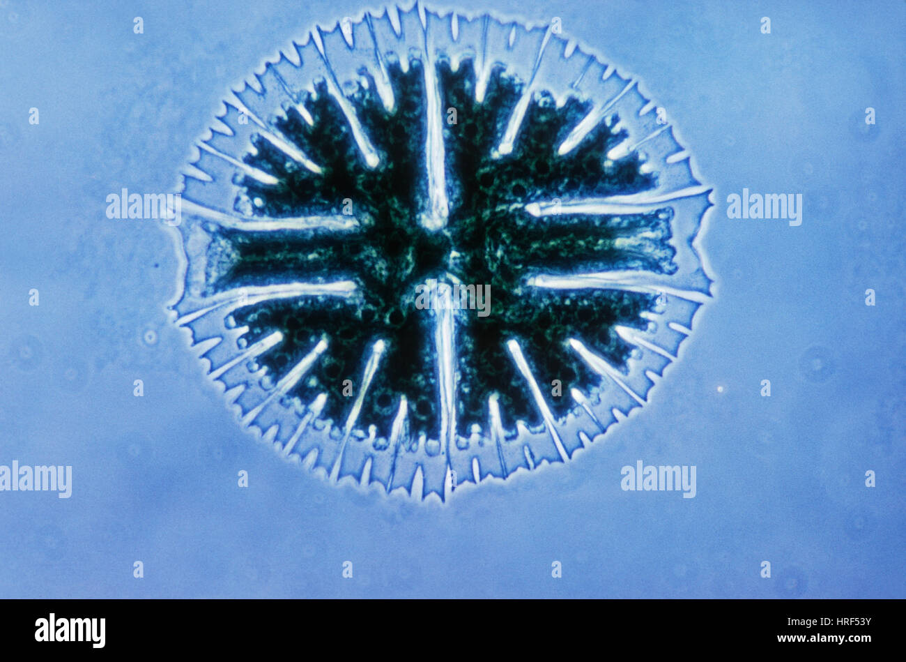 Micrasterias sp -Fotos und -Bildmaterial in hoher Auflösung – Alamy