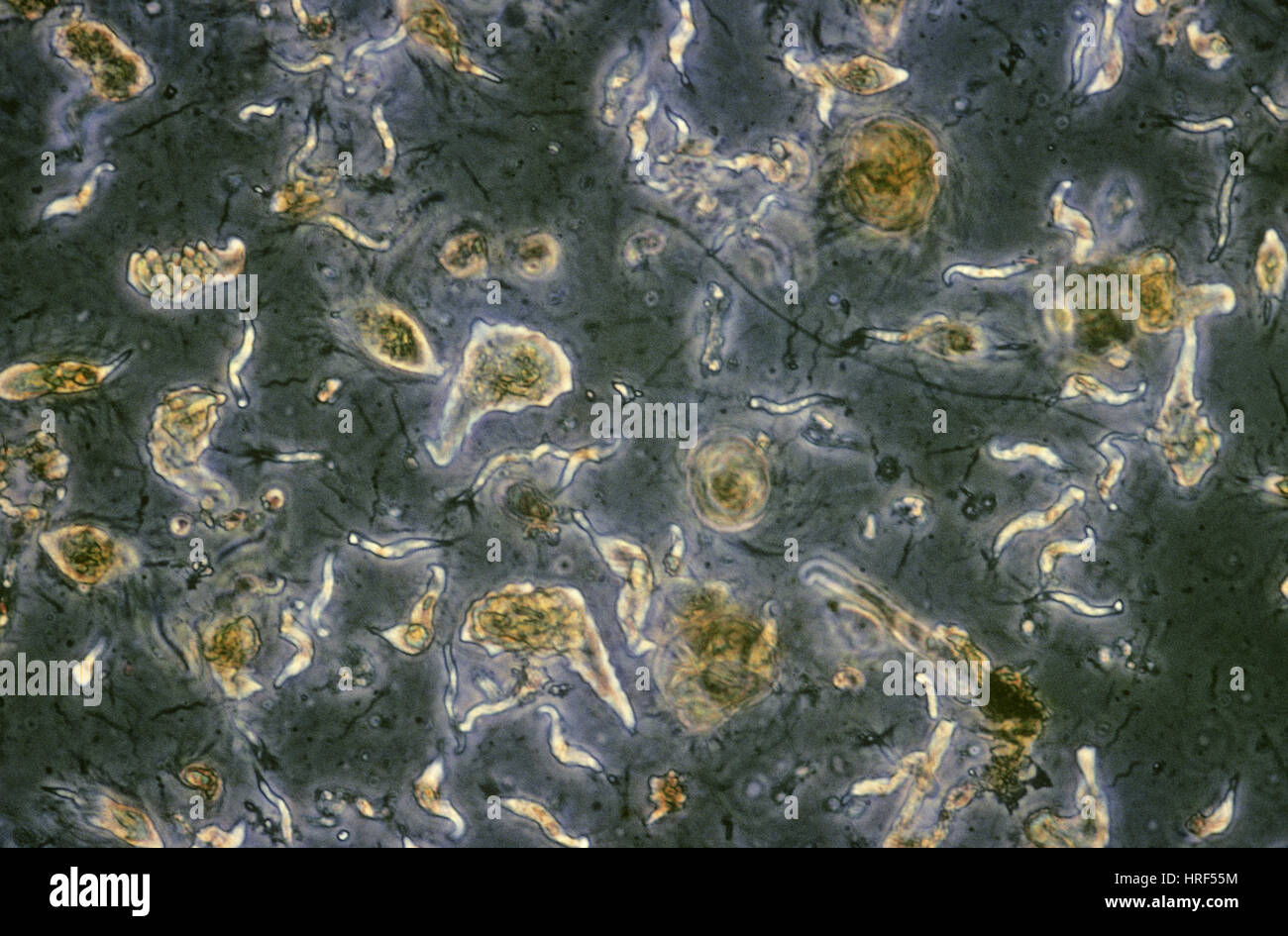 Termopsidae -Fotos und -Bildmaterial in hoher Auflösung – Alamy