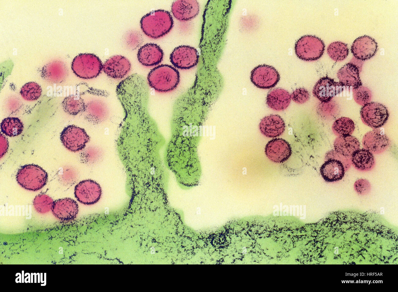 Hanta zu -Fotos und -Bildmaterial in hoher Auflösung – Alamy