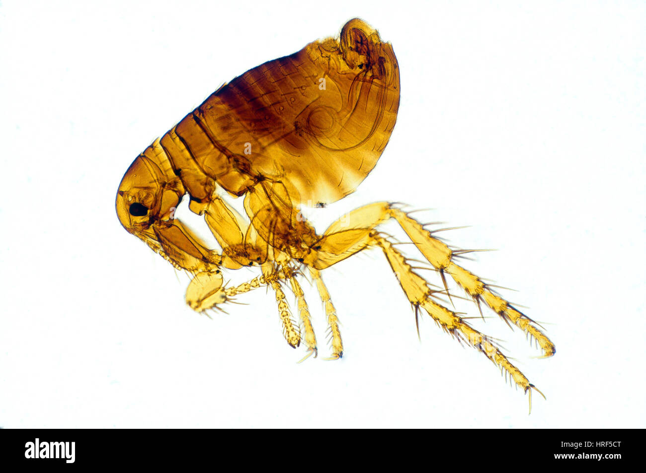 Menschlicher floh pulex irritans Ausgeschnittene Stockfotos und -bilder ...