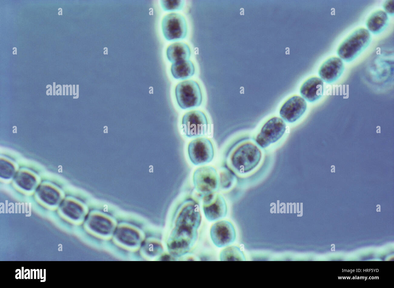 Cyanobacteria micrograph -Fotos und -Bildmaterial in hoher Auflösung ...