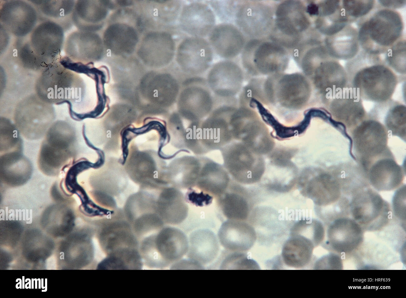 Trypanosoma brucei -Fotos und -Bildmaterial in hoher Auflösung – Alamy