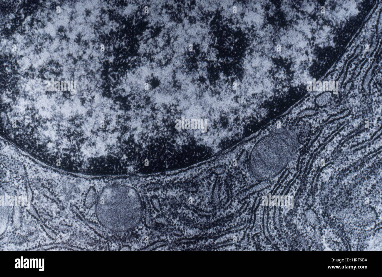 Cell chromatin micrograph -Fotos und -Bildmaterial in hoher Auflösung ...