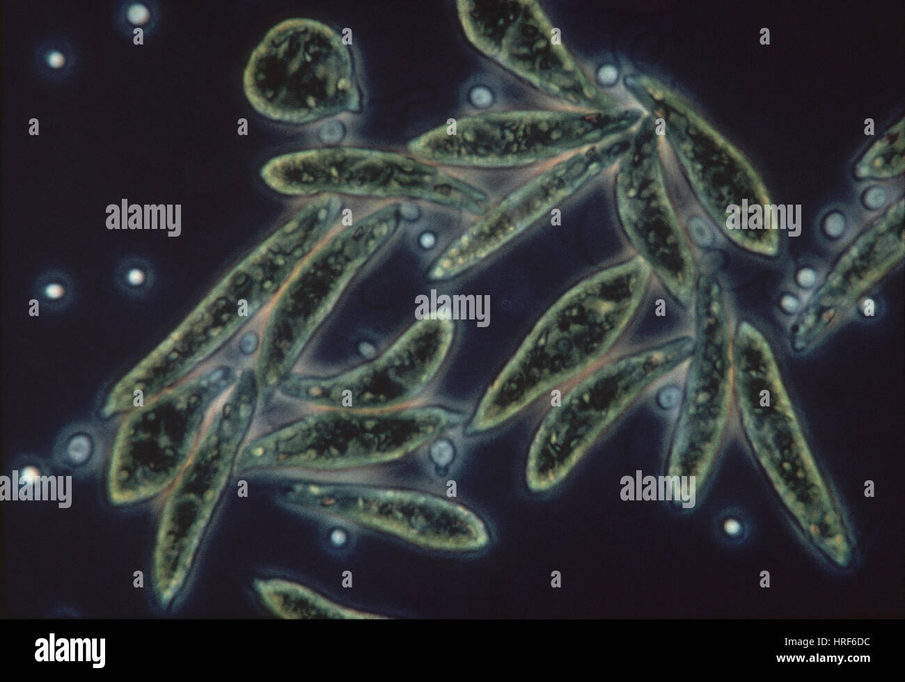 Euglena gracilis -Fotos und -Bildmaterial in hoher Auflösung – Alamy