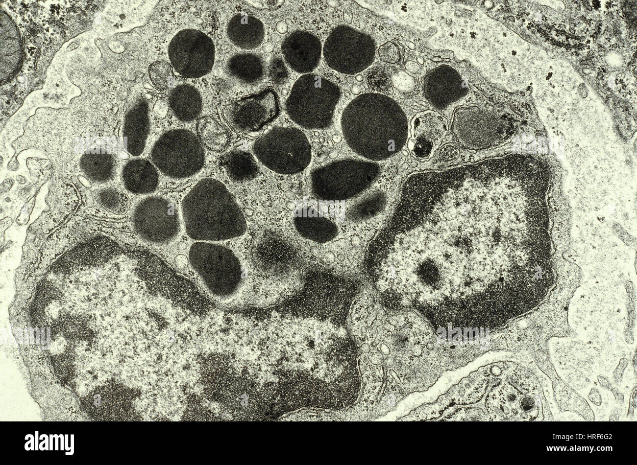 Basophil leukocyte Stockfotos und -bilder Kaufen - Alamy