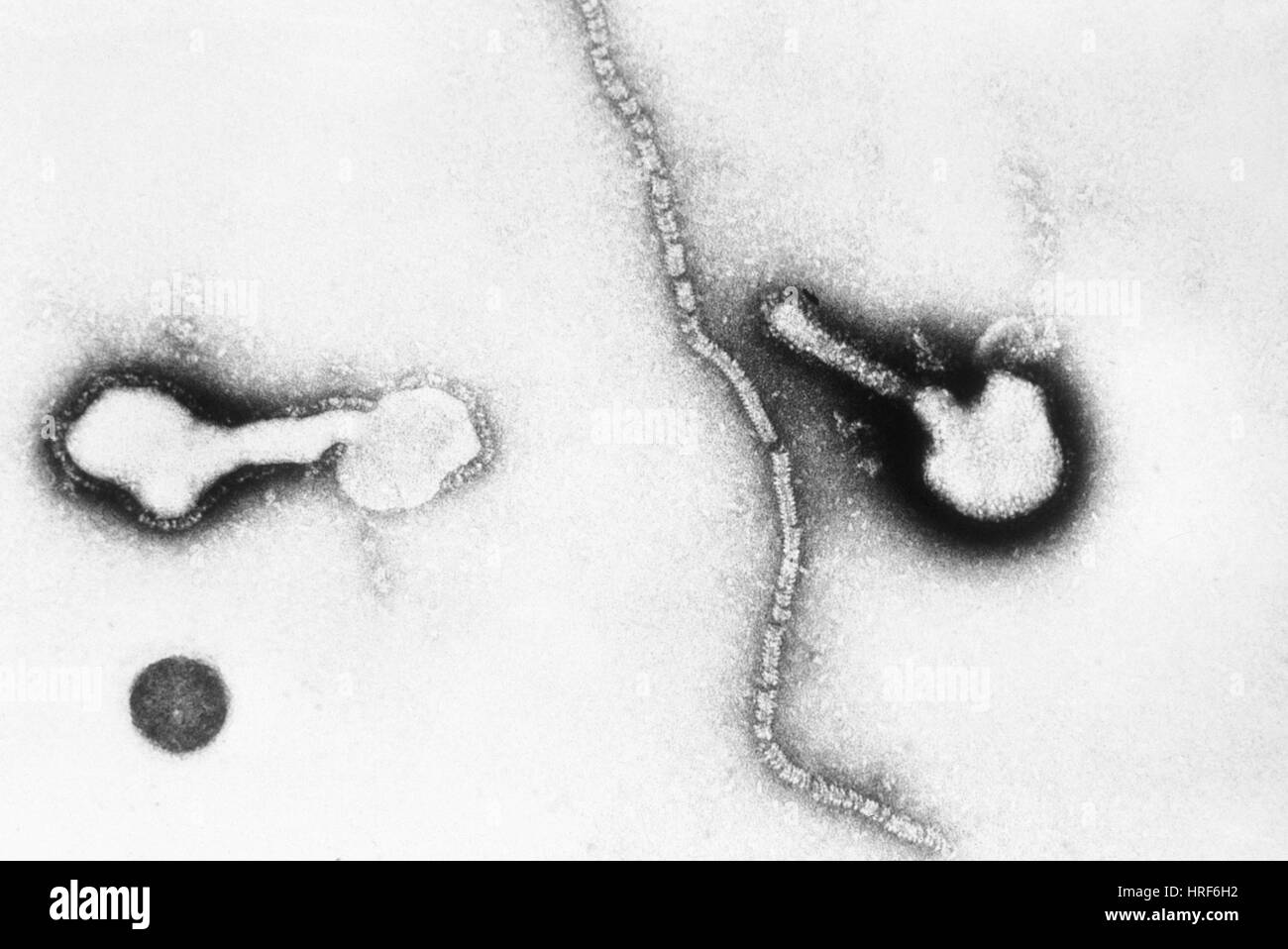 Human parainfluenza virus hpiv -Fotos und -Bildmaterial in hoher Auflösung – Alamy