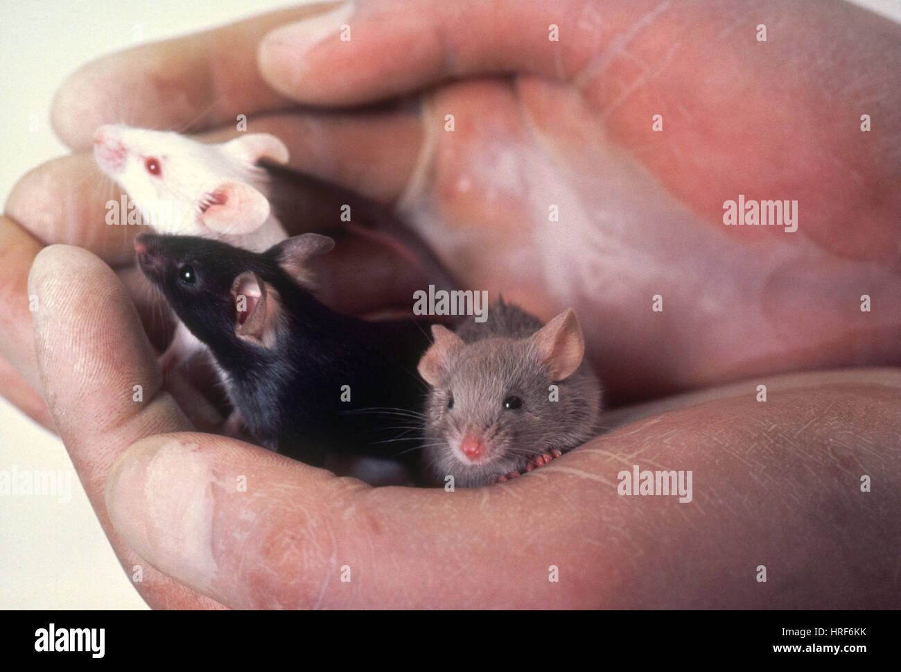 Laboratory mouse hold -Fotos und -Bildmaterial in hoher Auflösung – Alamy