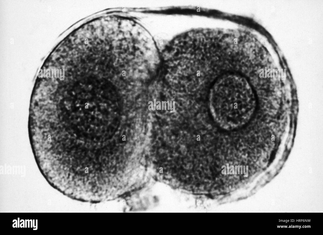 Menschliche zygote -Fotos und -Bildmaterial in hoher Auflösung – Alamy