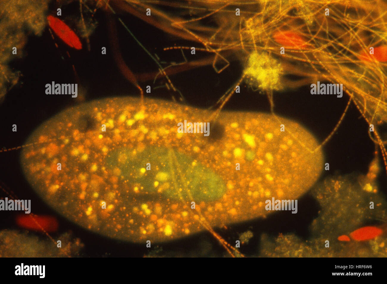 Protozoen oder metazoen -Fotos und -Bildmaterial in hoher Auflösung – Alamy