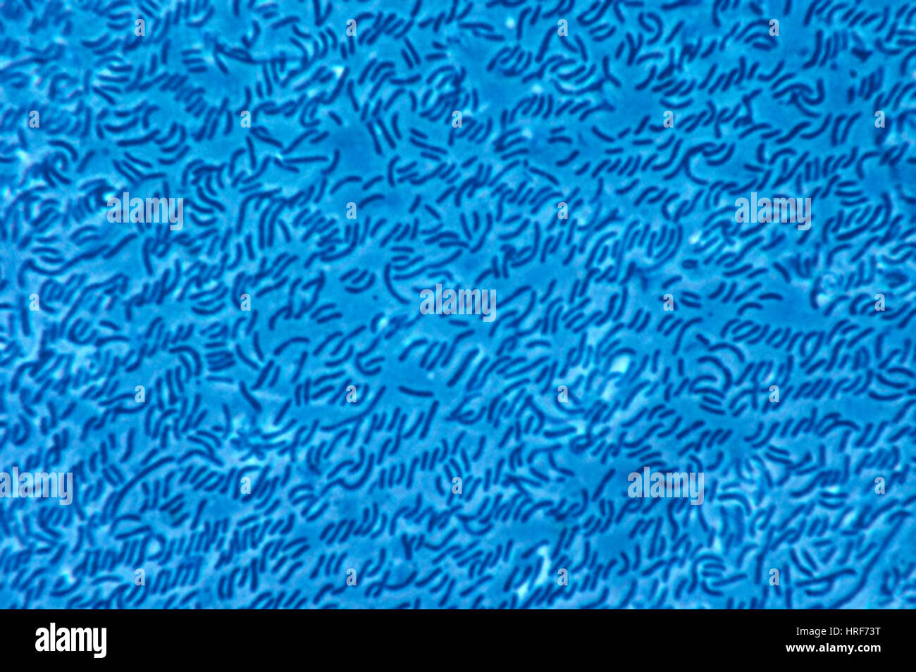 Bacillus Subtilis Mikroskop