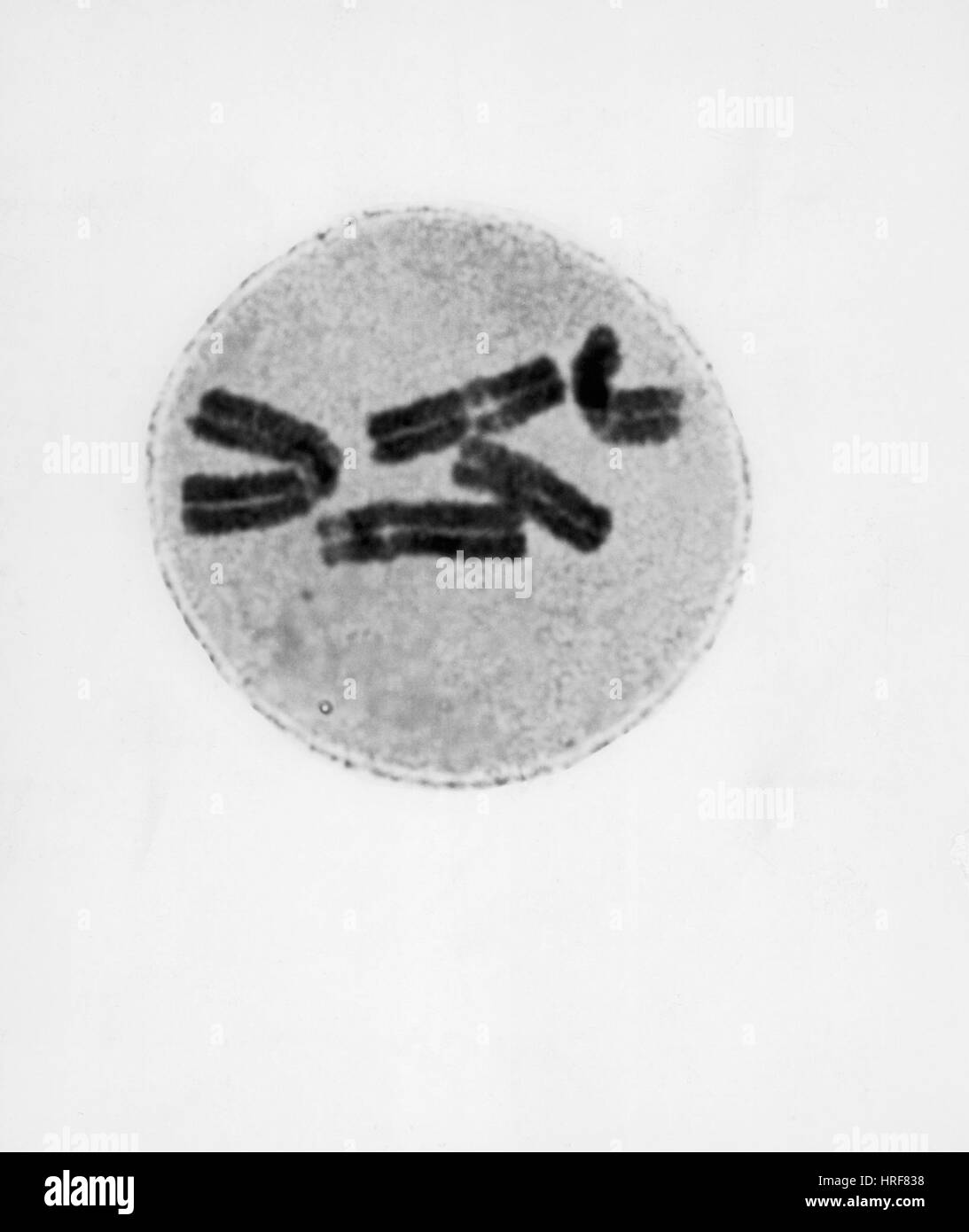 Metaphase in der mitose -Fotos und -Bildmaterial in hoher Auflösung – Alamy