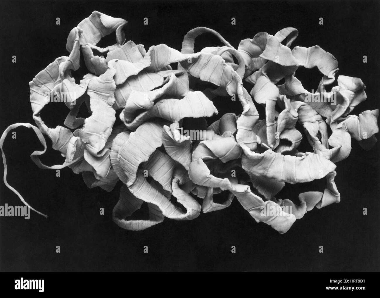 Menschlicher bandwurm -Fotos und -Bildmaterial in hoher Auflösung – Alamy