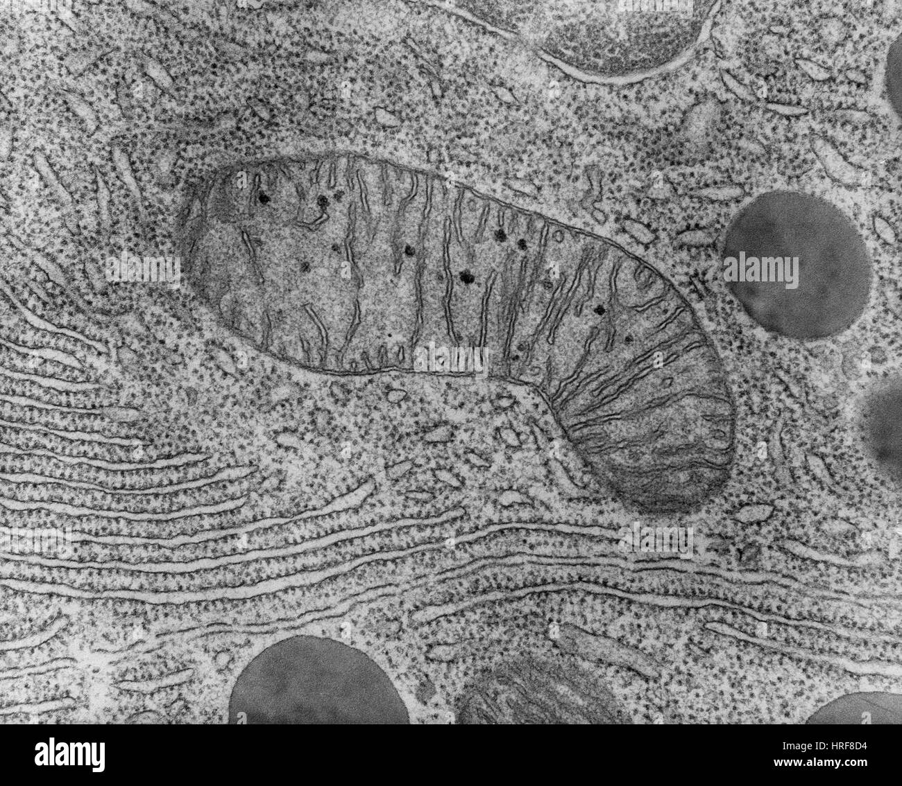 Mitochondrium in Bat Bauchspeicheldrüse Zelle, TEM Stockfotografie - Alamy