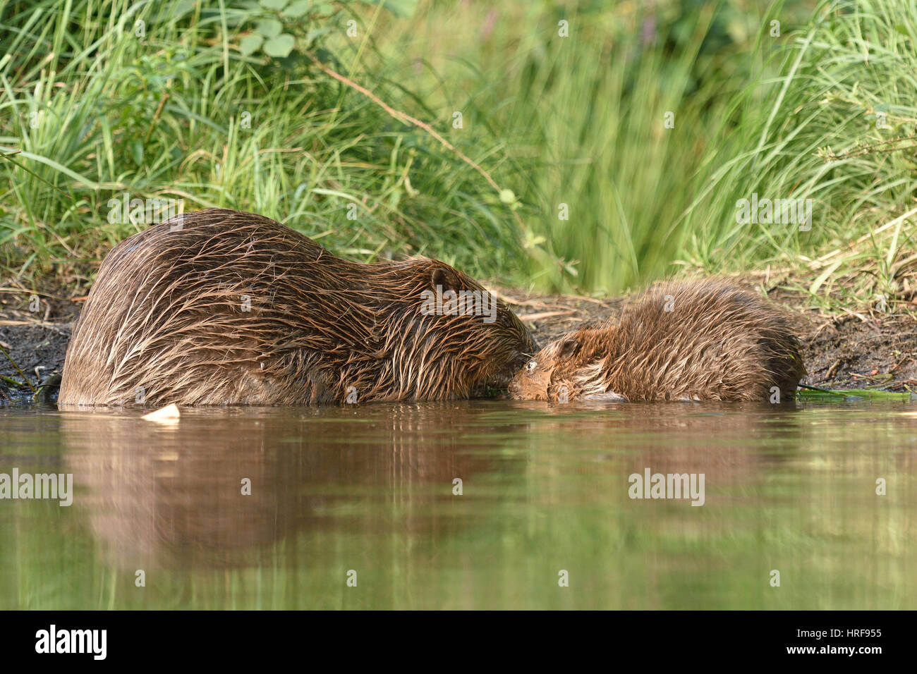 Biber tier in freier wildbahn -Fotos und -Bildmaterial in hoher ...