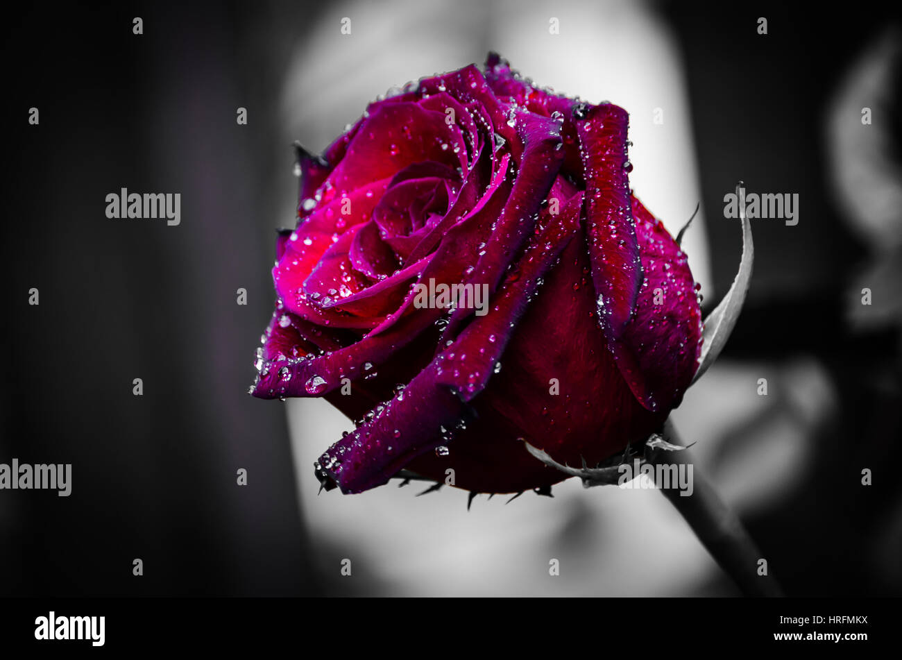 Bilder von rosen -Fotos und -Bildmaterial in hoher Auflösung – Alamy