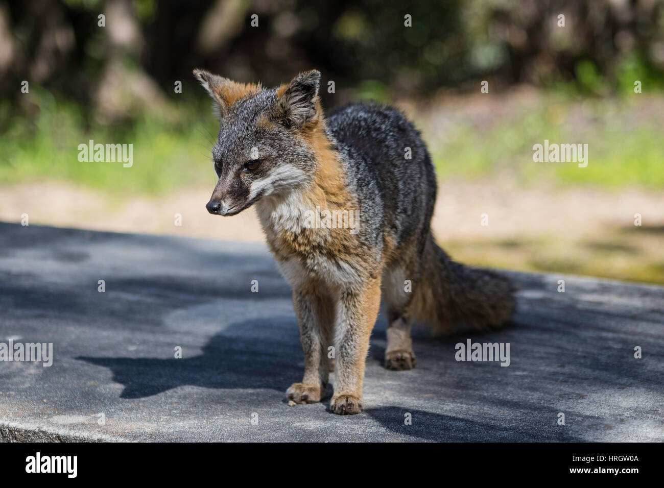 Insel graufuchs -Fotos und -Bildmaterial in hoher Auflösung – Alamy