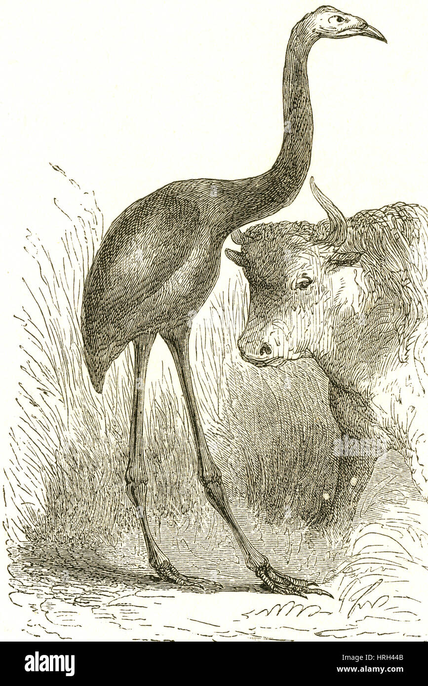 Moa dinornithiformes -Fotos und -Bildmaterial in hoher Auflösung – Alamy