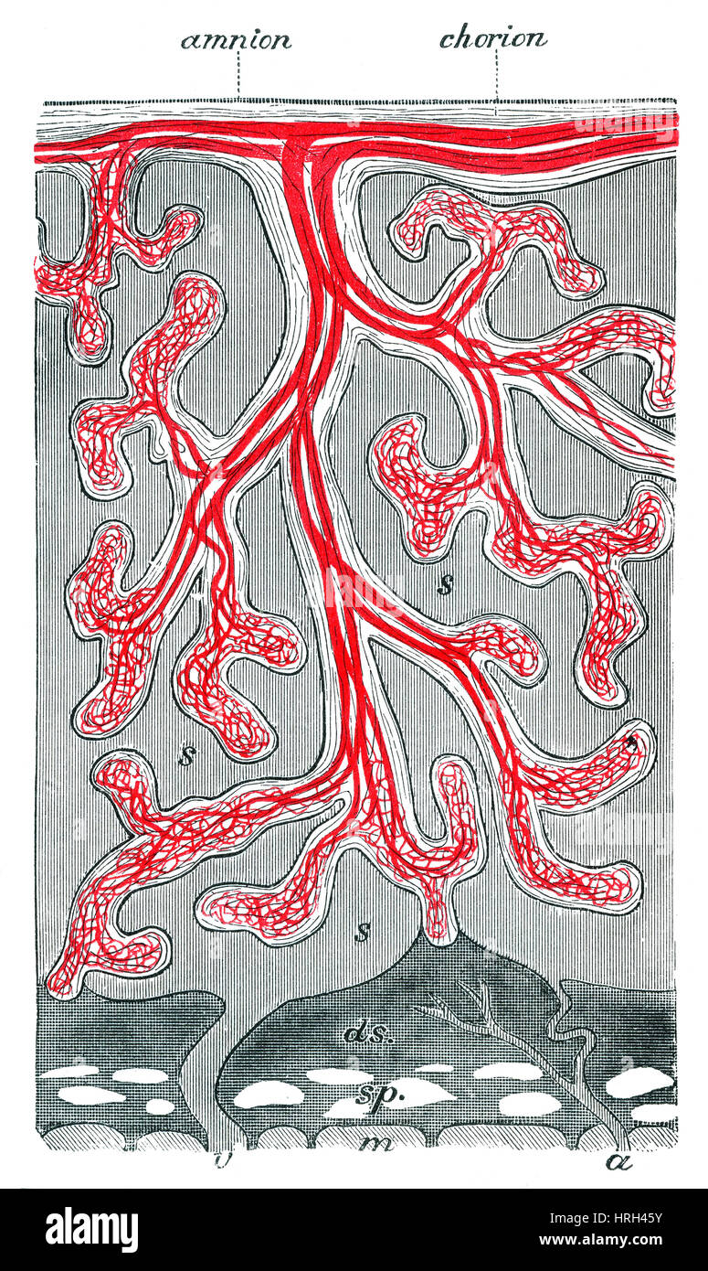 Anatomie der plazenta -Fotos und -Bildmaterial in hoher Auflösung – Alamy