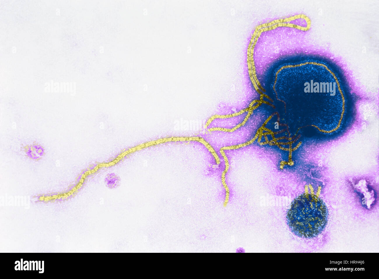 Human parainfluenza virus hpiv -Fotos und -Bildmaterial in hoher Auflösung – Alamy