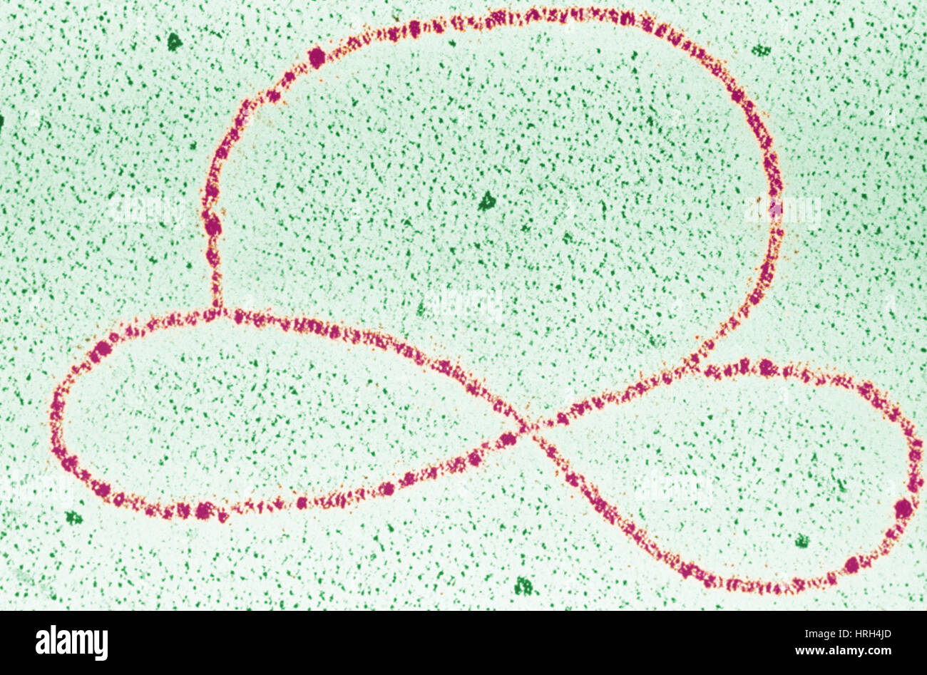 Dna plasmide -Fotos und -Bildmaterial in hoher Auflösung – Alamy
