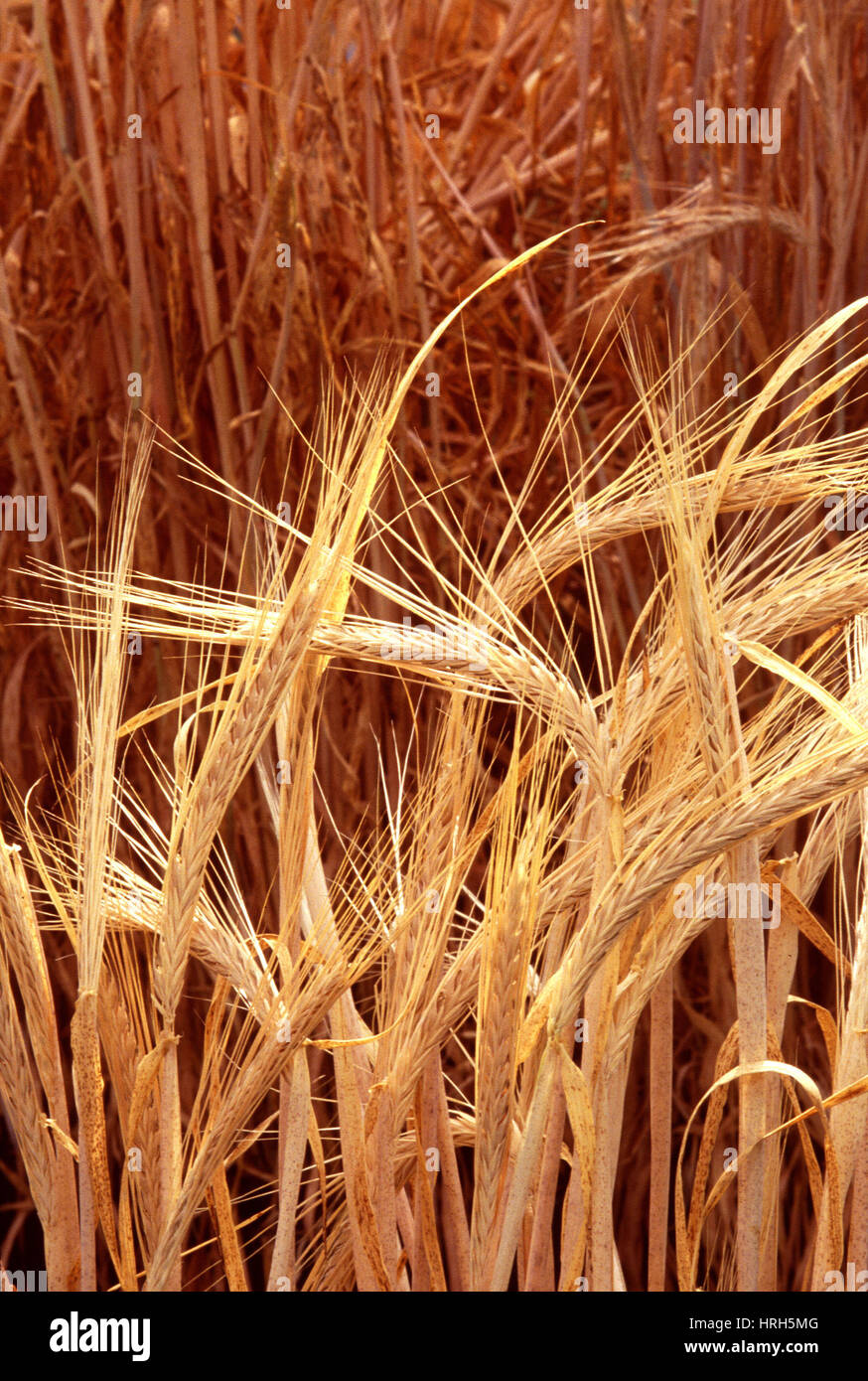 Gerste gelber zwergvirus -Fotos und -Bildmaterial in hoher Auflösung ...