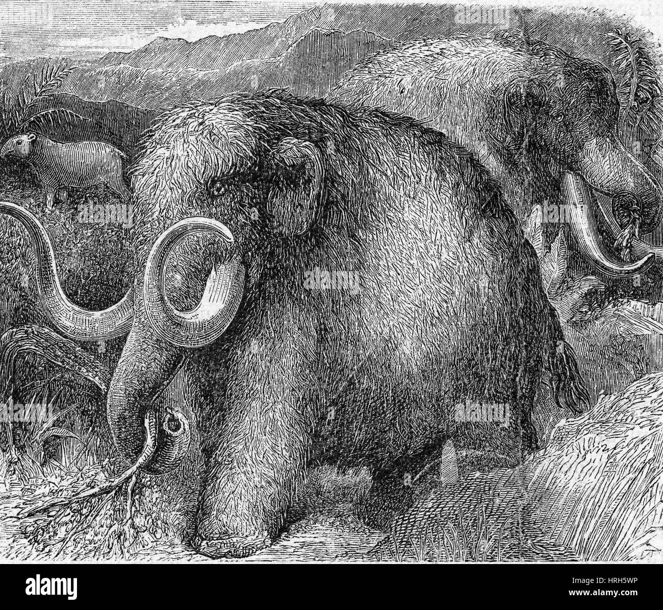 Prehistoria dibujo -Fotos und -Bildmaterial in hoher Auflösung – Alamy