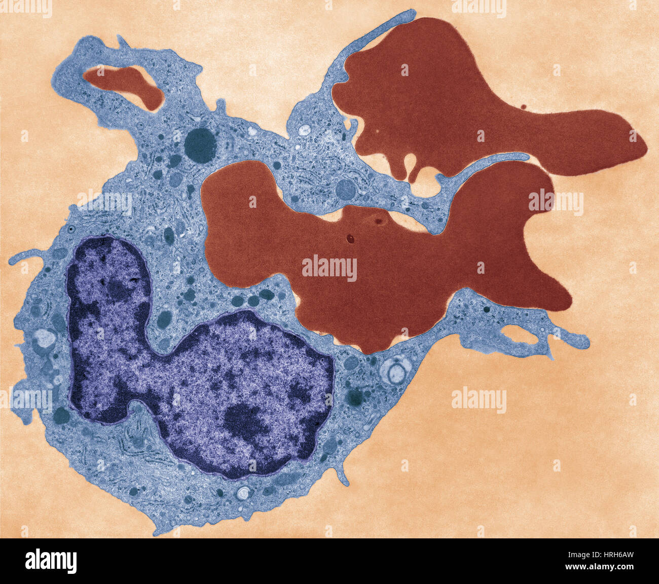 Endocytosis micrograph -Fotos und -Bildmaterial in hoher Auflösung – Alamy