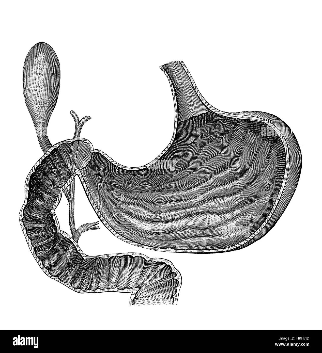 Stomach histology Schwarzweiß-Stockfotos und -bilder - Alamy