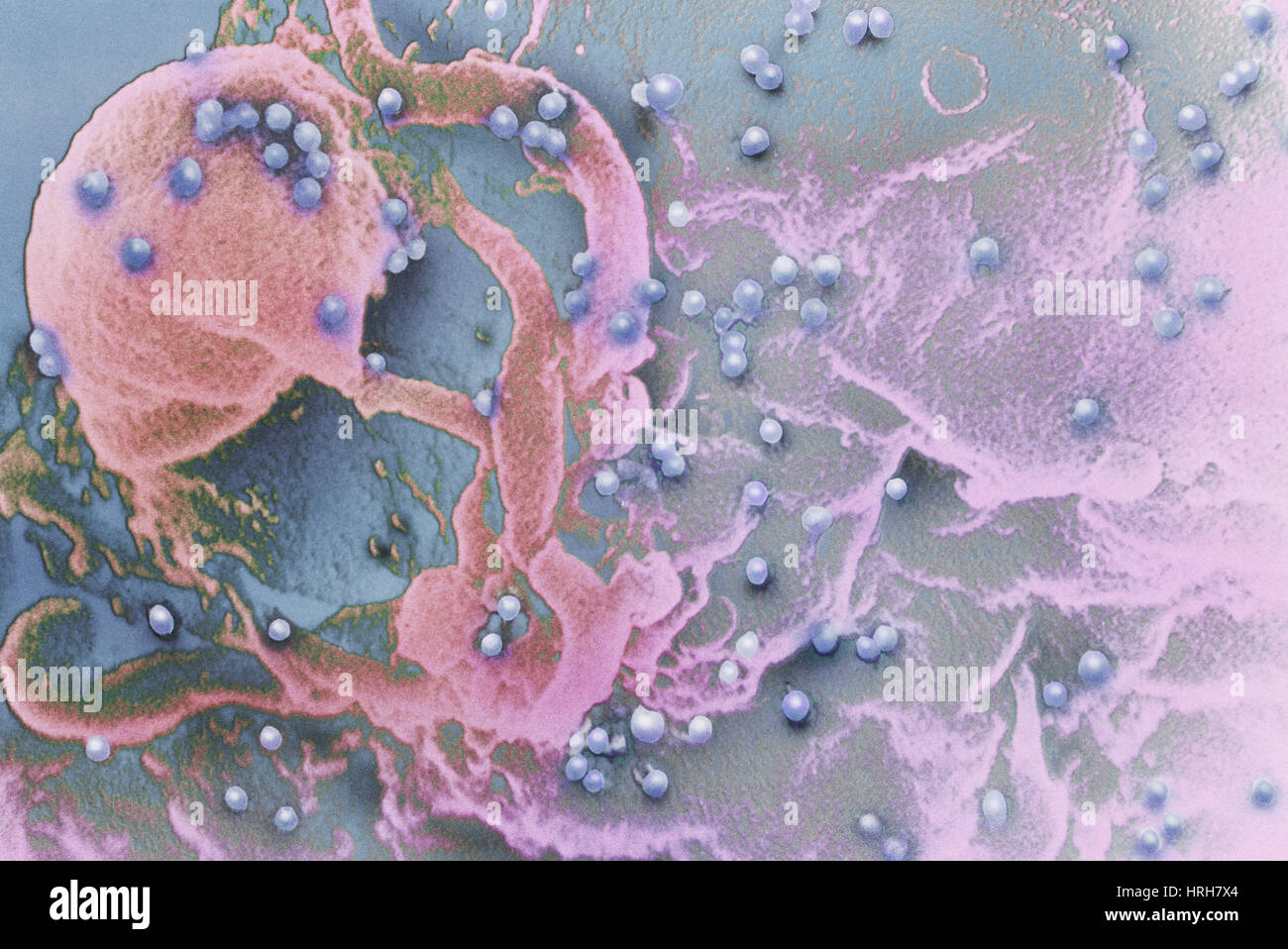 Angehende viren -Fotos und -Bildmaterial in hoher Auflösung – Alamy