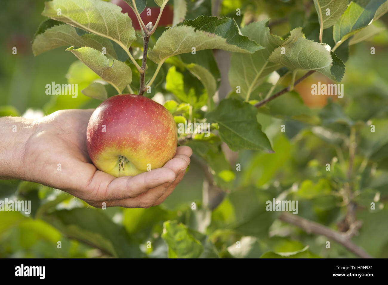 Tod paradies apfel -Fotos und -Bildmaterial in hoher Auflösung – Alamy
