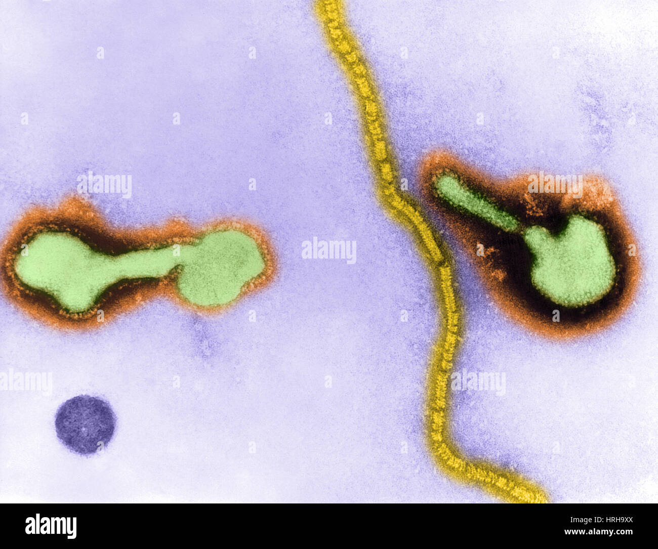 Human parainfluenza virus hpiv -Fotos und -Bildmaterial in hoher Auflösung – Alamy