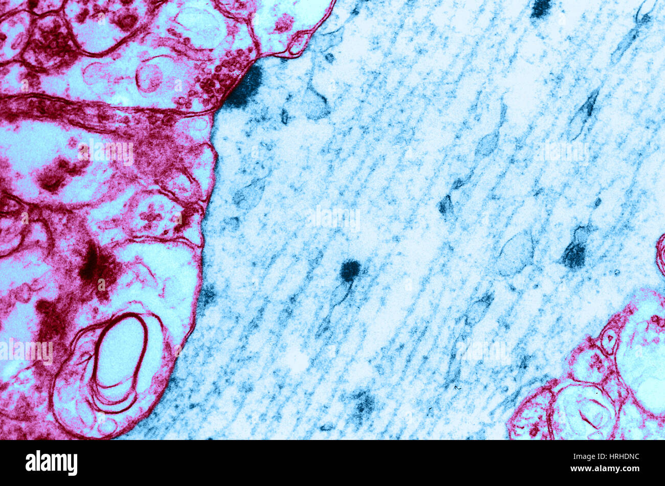 Mikrotubuli in Nerv Axon Stockfotografie - Alamy