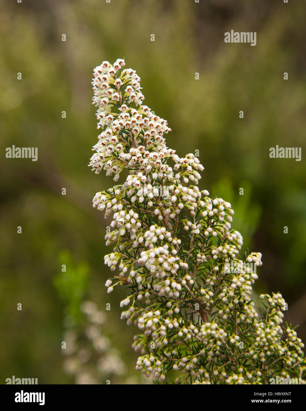Erica arten -Fotos und -Bildmaterial in hoher Auflösung – Alamy