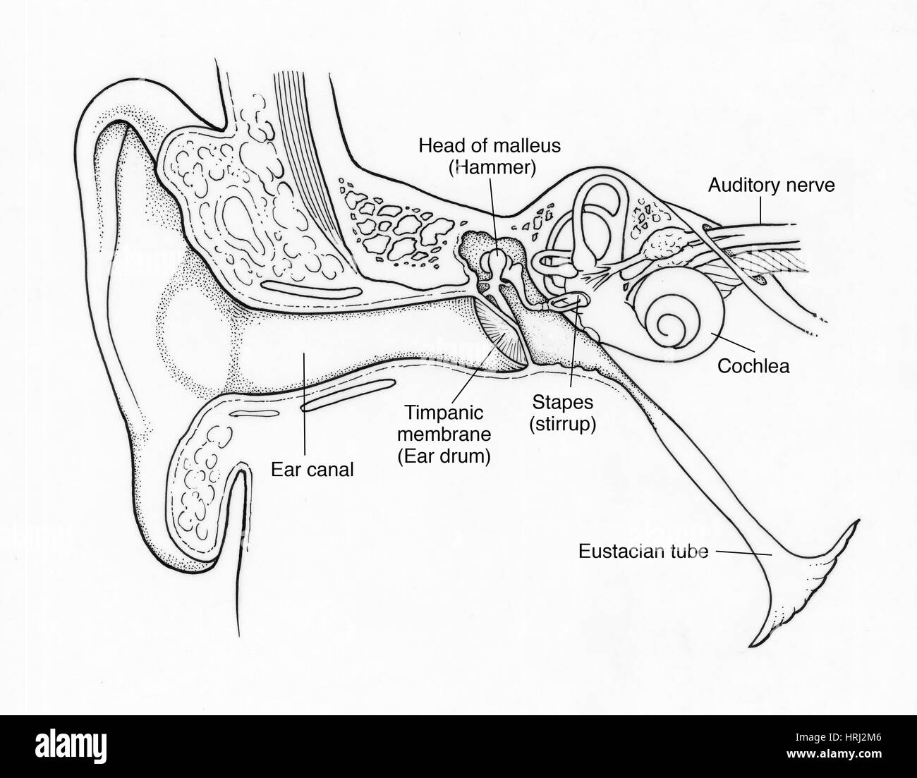 Ohr anatomie -Fotos und -Bildmaterial in hoher Auflösung – Alamy