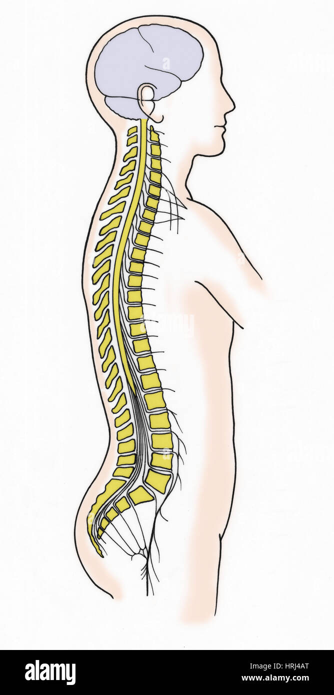 Zeichnung anatomie normales nervensystem -Fotos und -Bildmaterial in ...