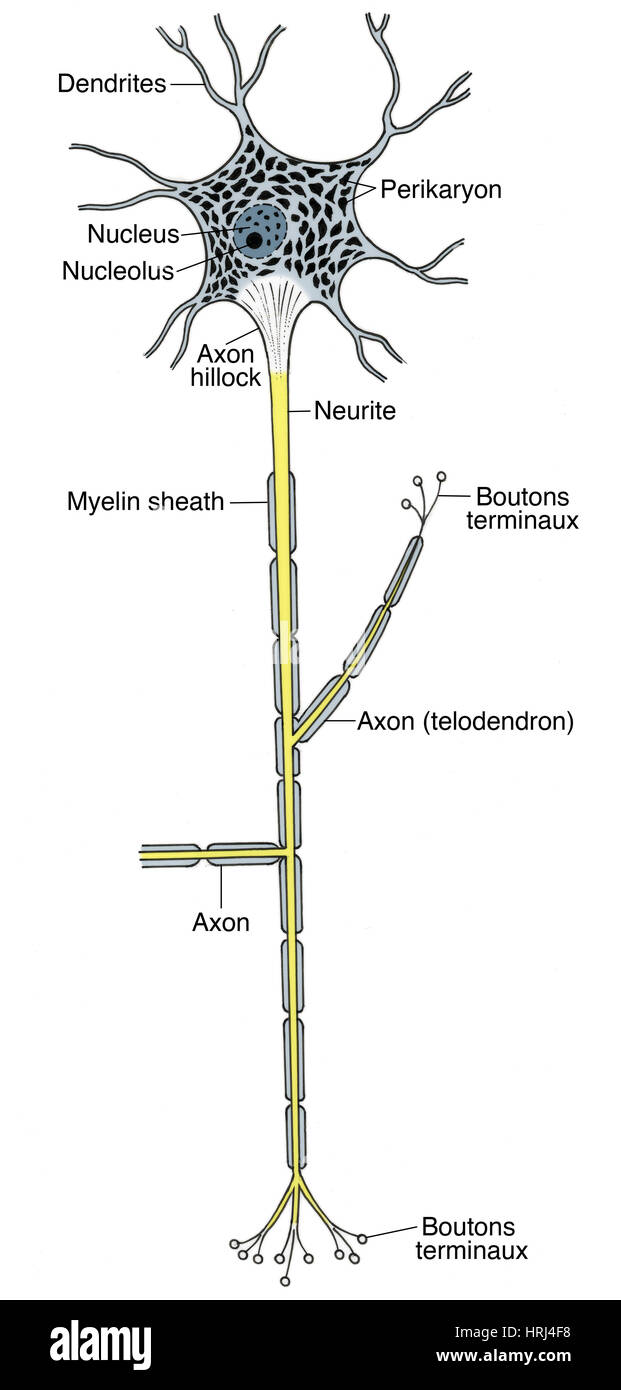 Abbildung von Motoneuron Stockfotografie - Alamy