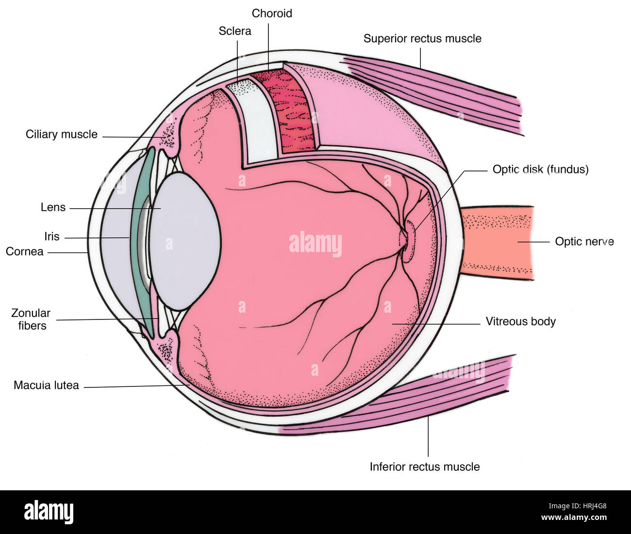 Auge anatomie zeichnung -Fotos und -Bildmaterial in hoher Auflösung ...