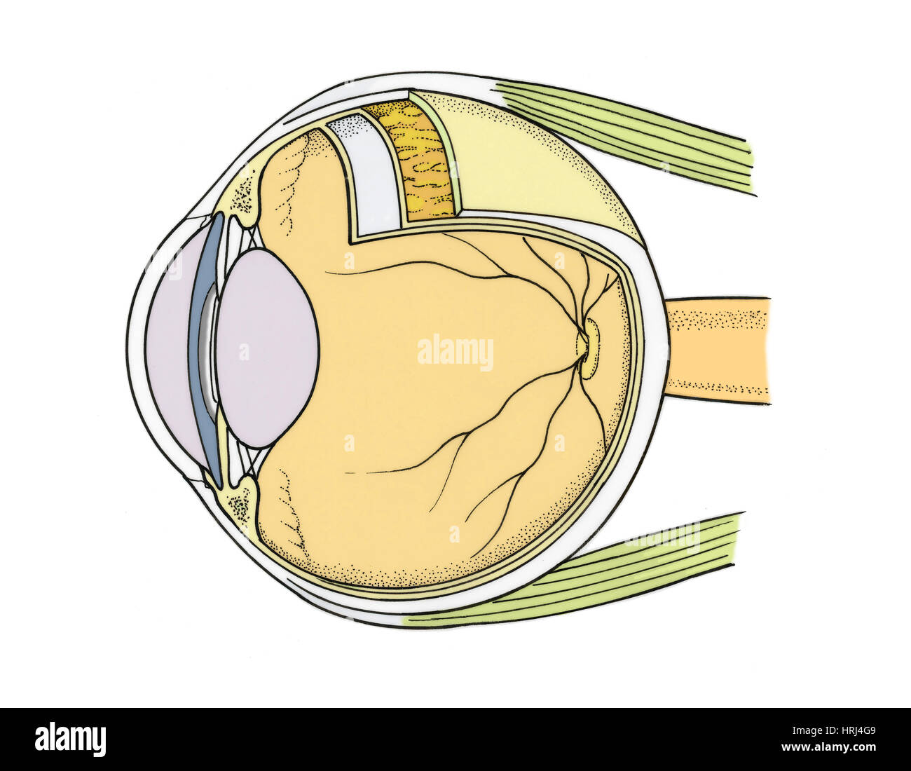 Darstellung der Anatomie des Auges Stockfotografie - Alamy