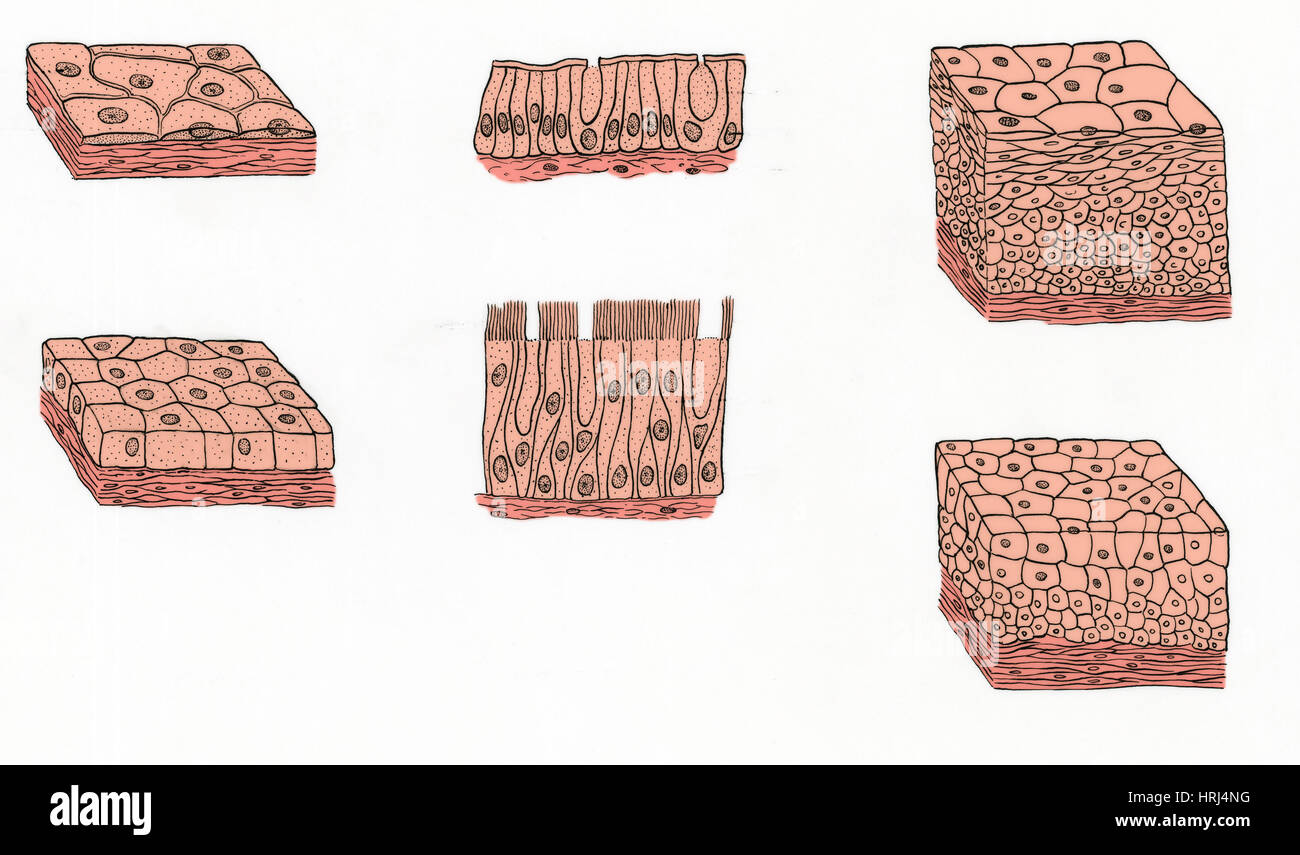 Epithelium transitional -Fotos und -Bildmaterial in hoher Auflösung – Alamy