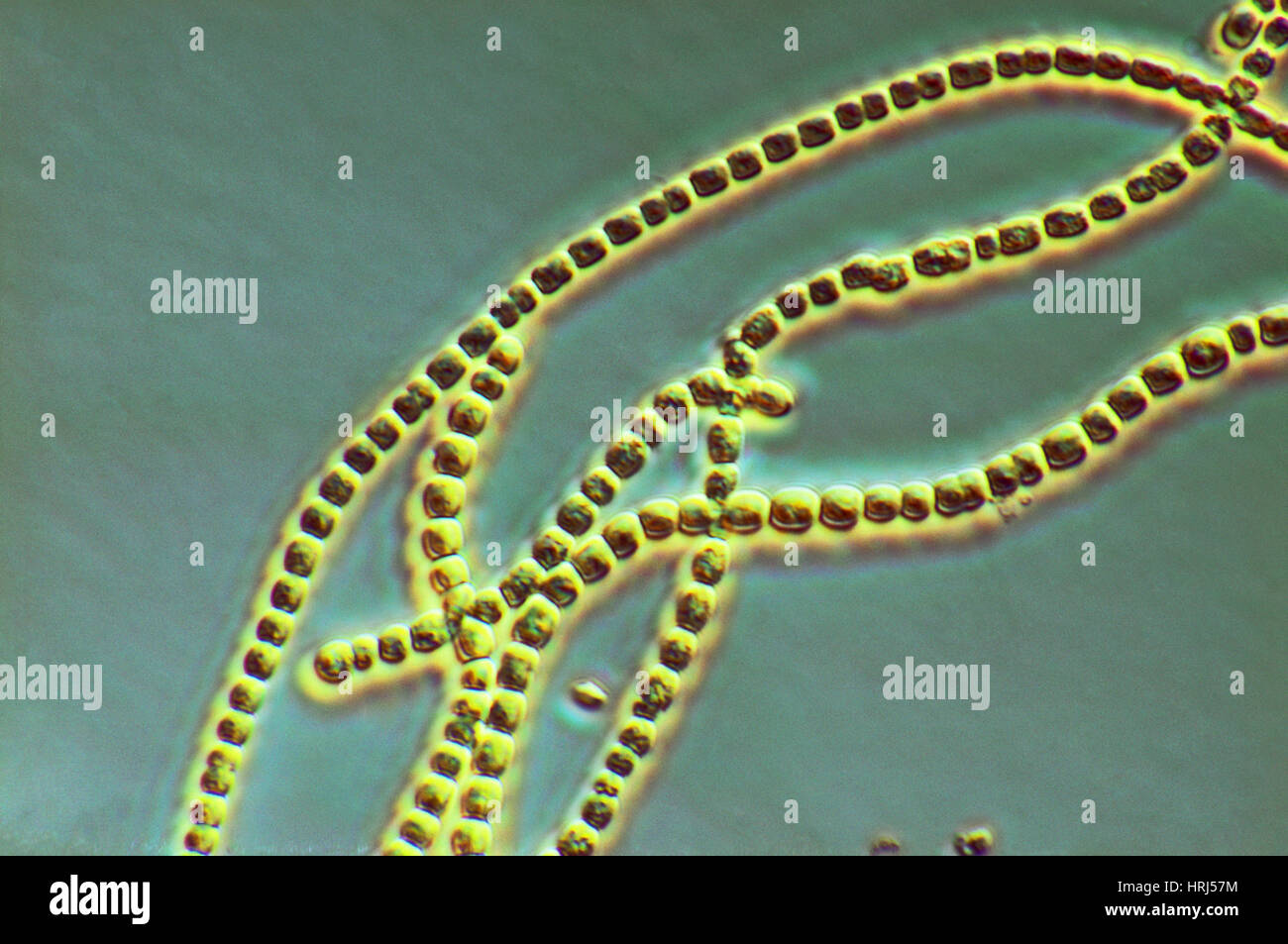 Cyanobacteria micrograph -Fotos und -Bildmaterial in hoher Auflösung ...
