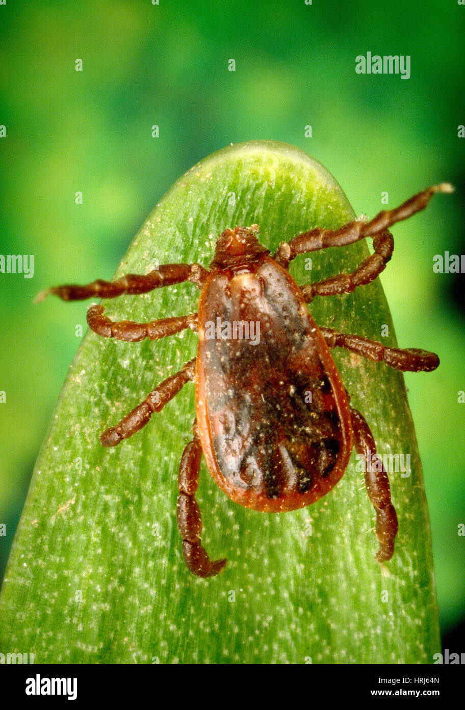 Tick typhus -Fotos und -Bildmaterial in hoher Auflösung – Alamy