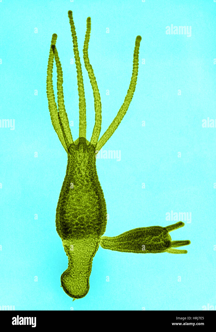 Hydra mit knospe -Fotos und -Bildmaterial in hoher Auflösung – Alamy