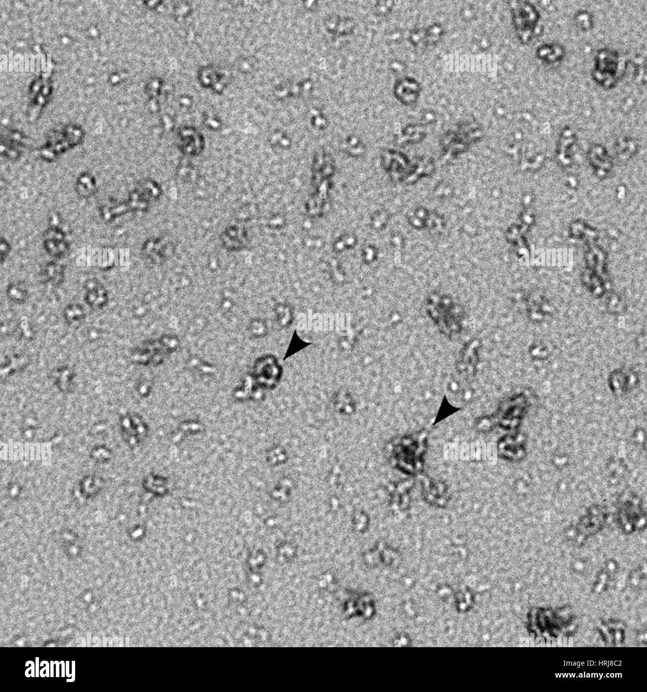 Chlamydia Bakterien Stockfotos und -bilder Kaufen - Alamy