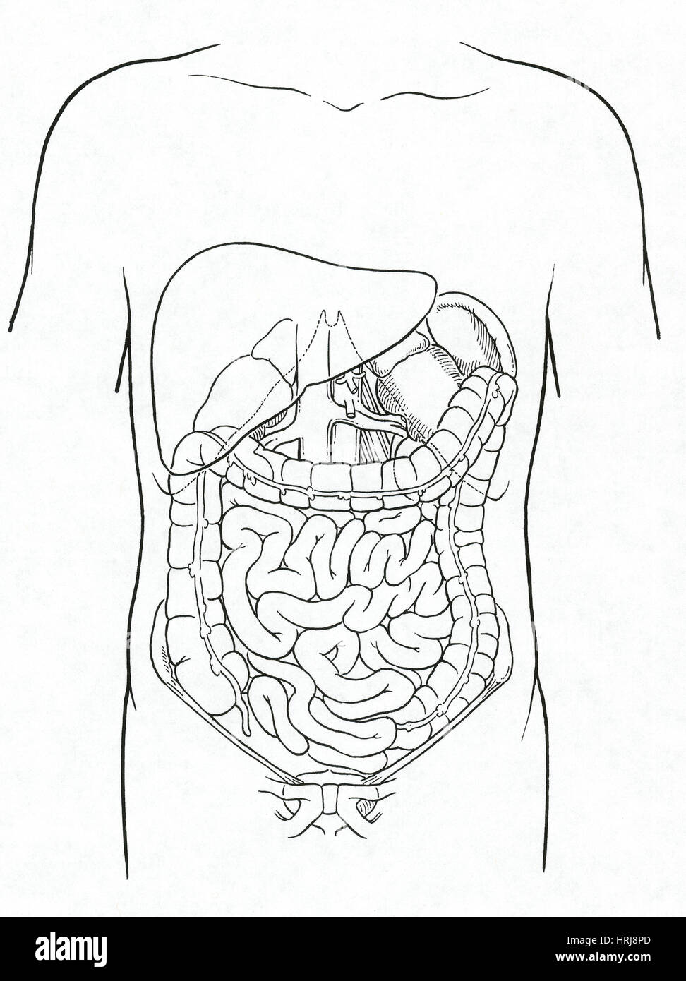 Digestive System Drawing Stockfotos & Digestive System Drawing Bilder ...