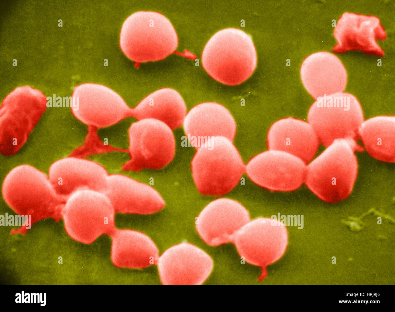 Micrococcus Agilis Stockfotos und -bilder Kaufen - Alamy