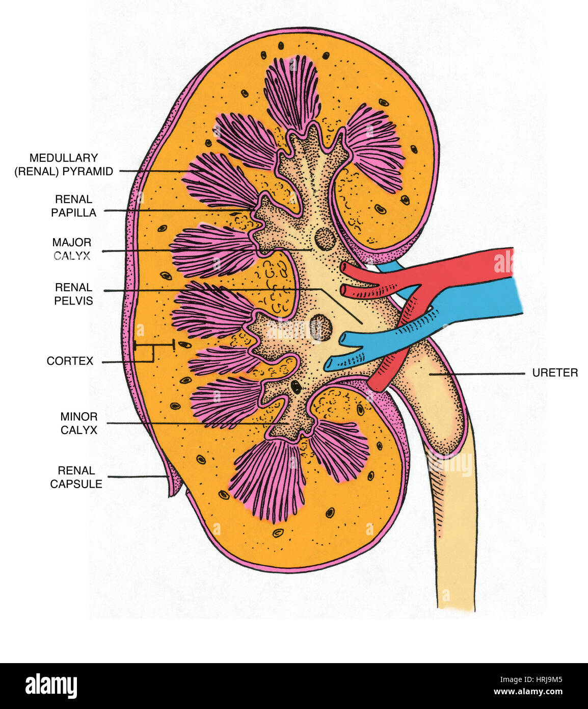 Querschnitt der rechten Niere Stockfotografie - Alamy