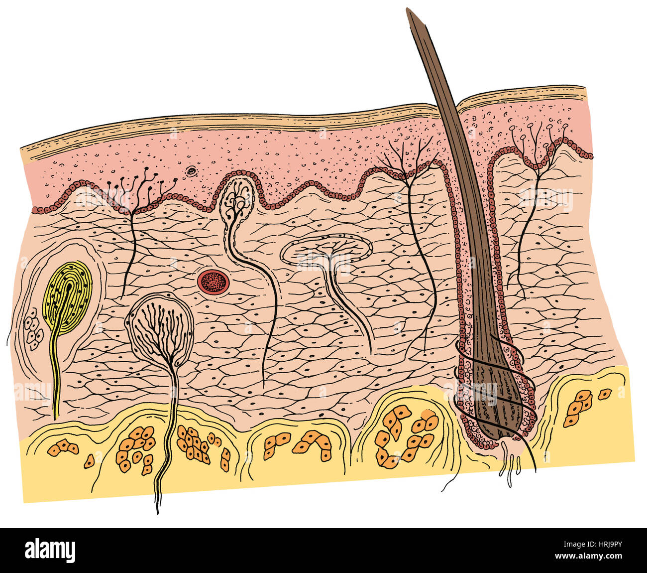 Anatomie der Haut Stockfotografie - Alamy