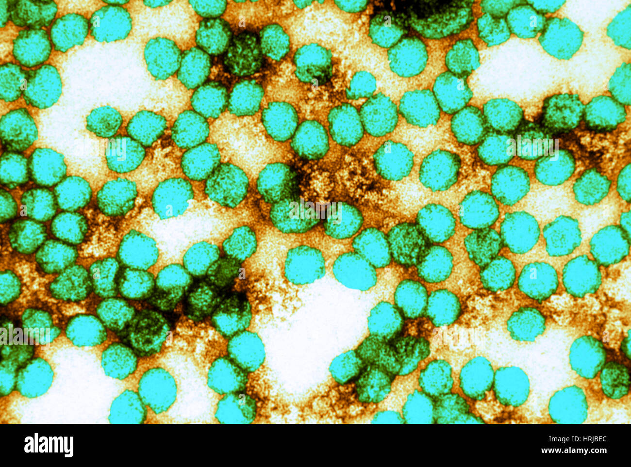 Yellow fever virus tem -Fotos und -Bildmaterial in hoher Auflösung – Alamy